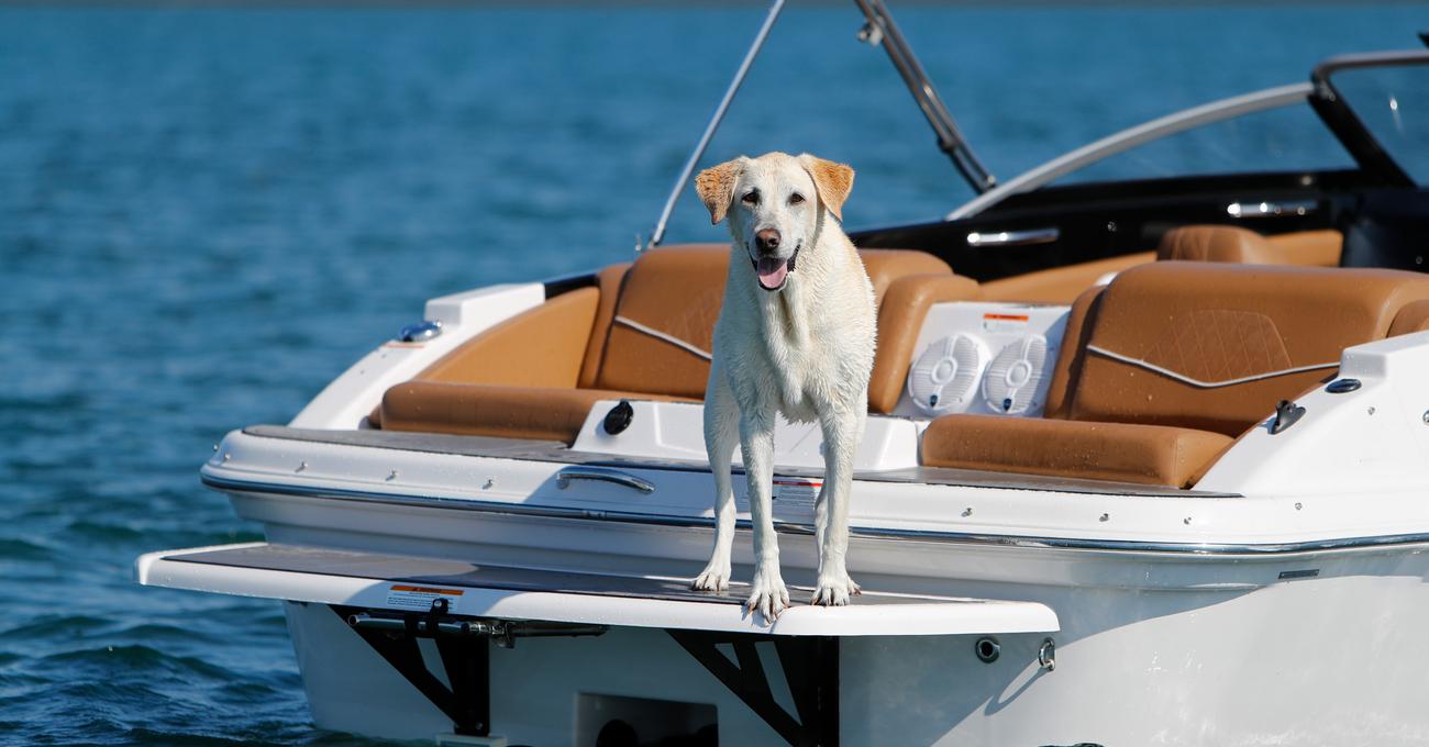 Best Boat Dogs | LakeWizard