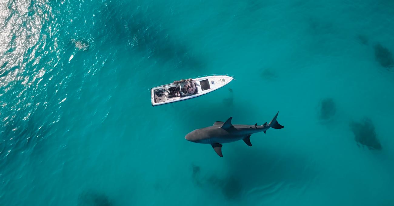Do Sharks Attack Boats? (Factors, Reasons Why & Safety Tips)