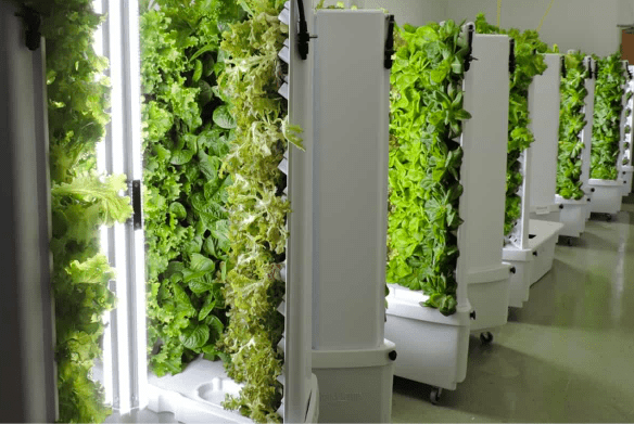 Introduce Vertical Farming and Hydroponics into Schools | Promoting ...