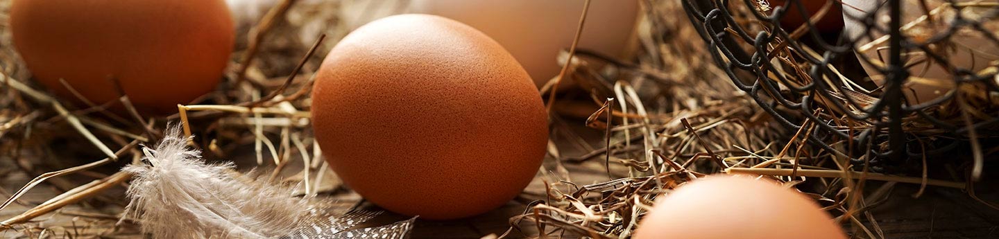 EDEKA meinLand | Bioland Eier