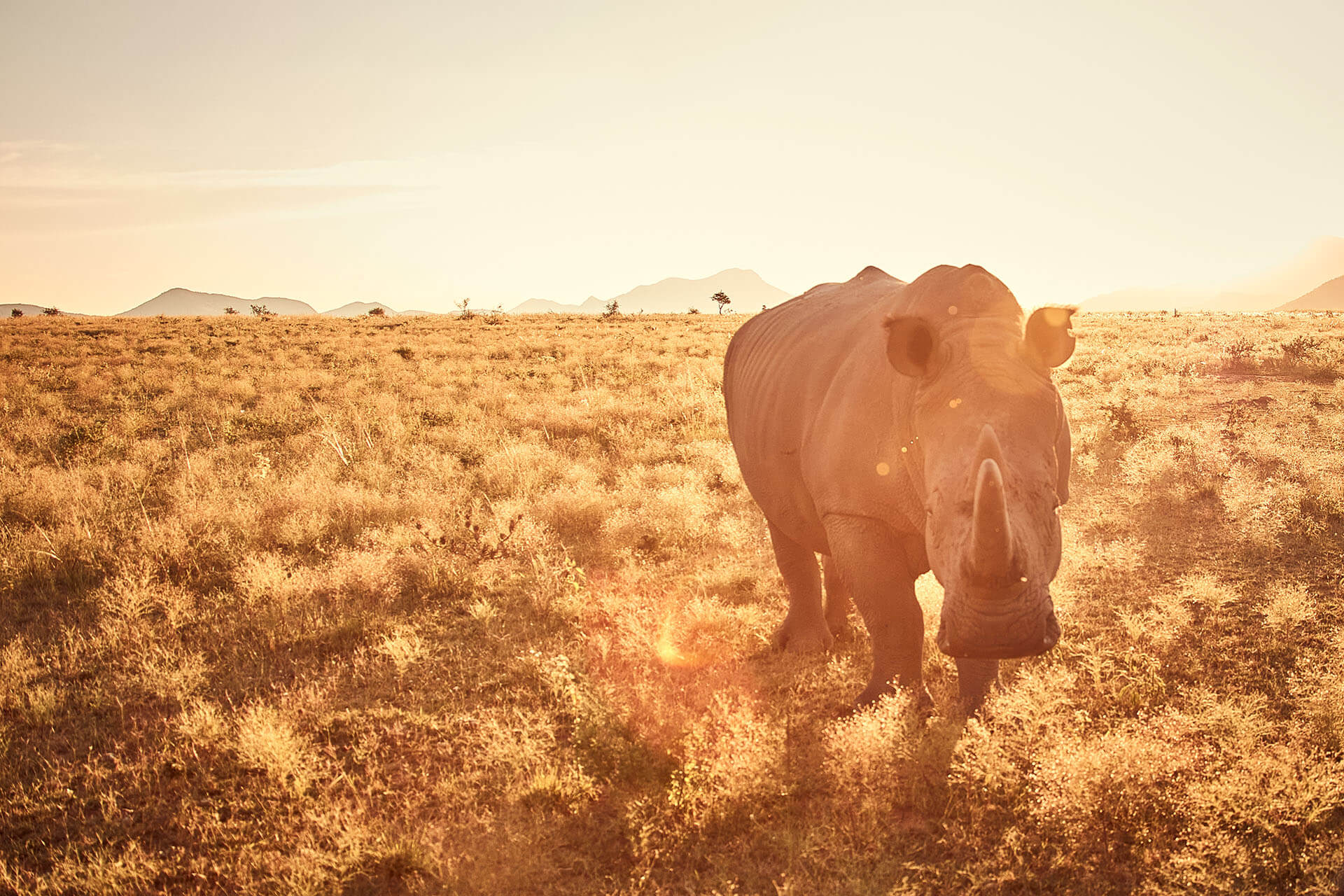 AMES Foundation | nature is perfect