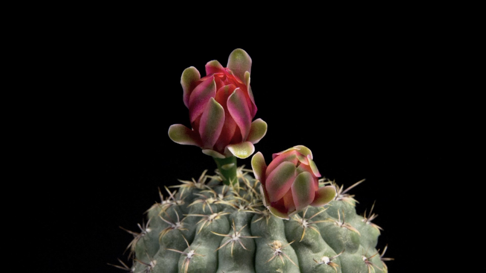 About Us | GALE Partners