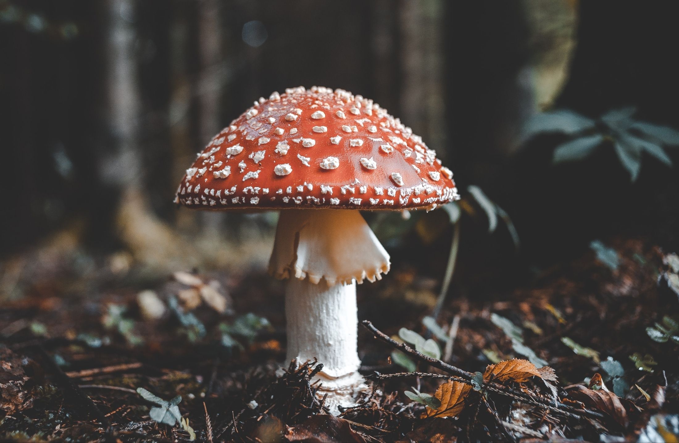 What are Nature Guides? — Jessica Paschke