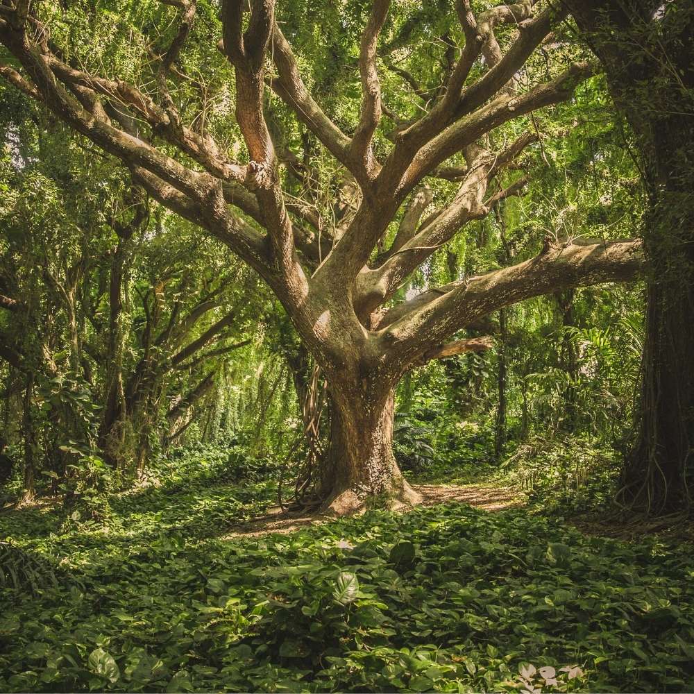 What are Nature Guides? — Jessica Paschke