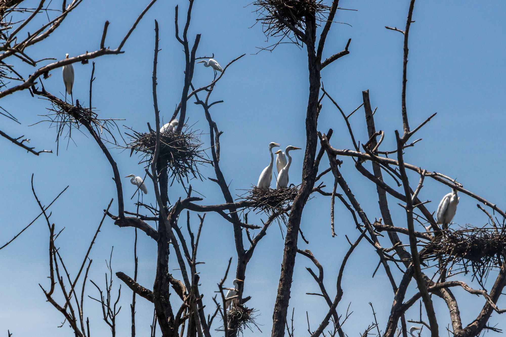 Mangrove & Wildlife | Mangrove Photography Awards