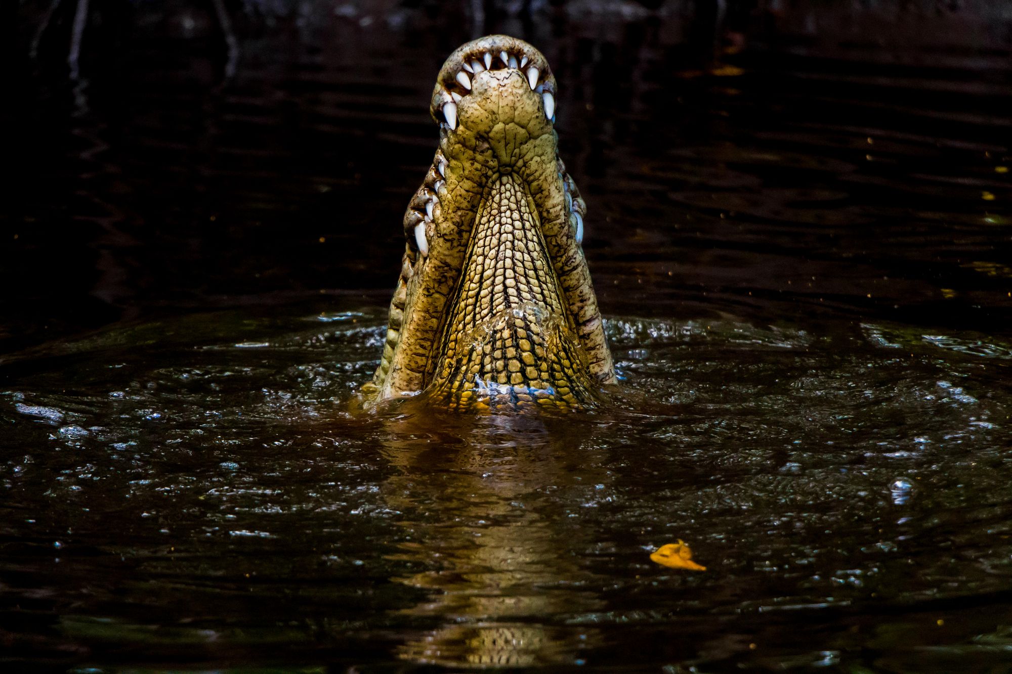 Mangrove & Wildlife | Mangrove Photography Awards