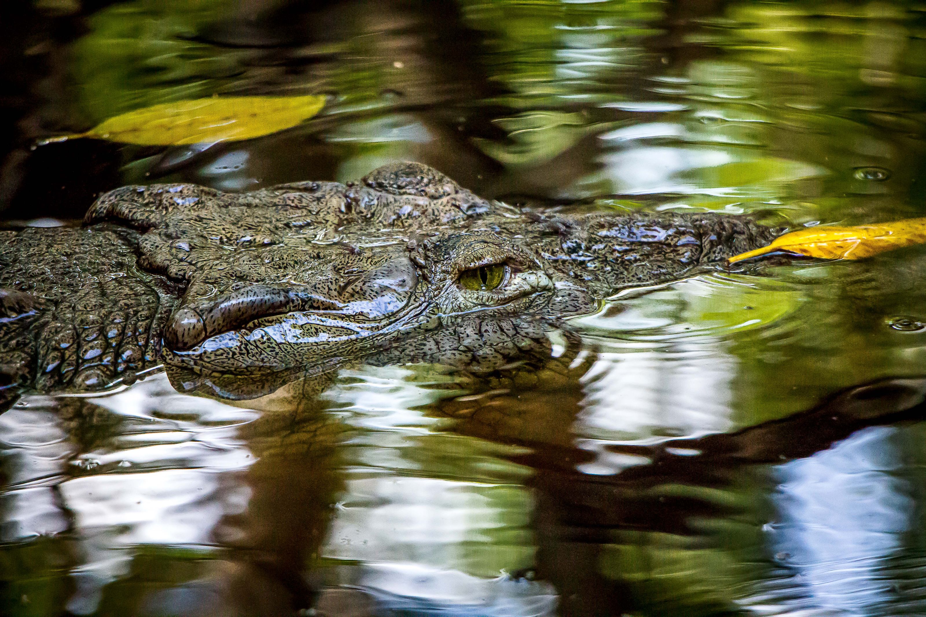 Mangrove & Wildlife | Mangrove Photography Awards