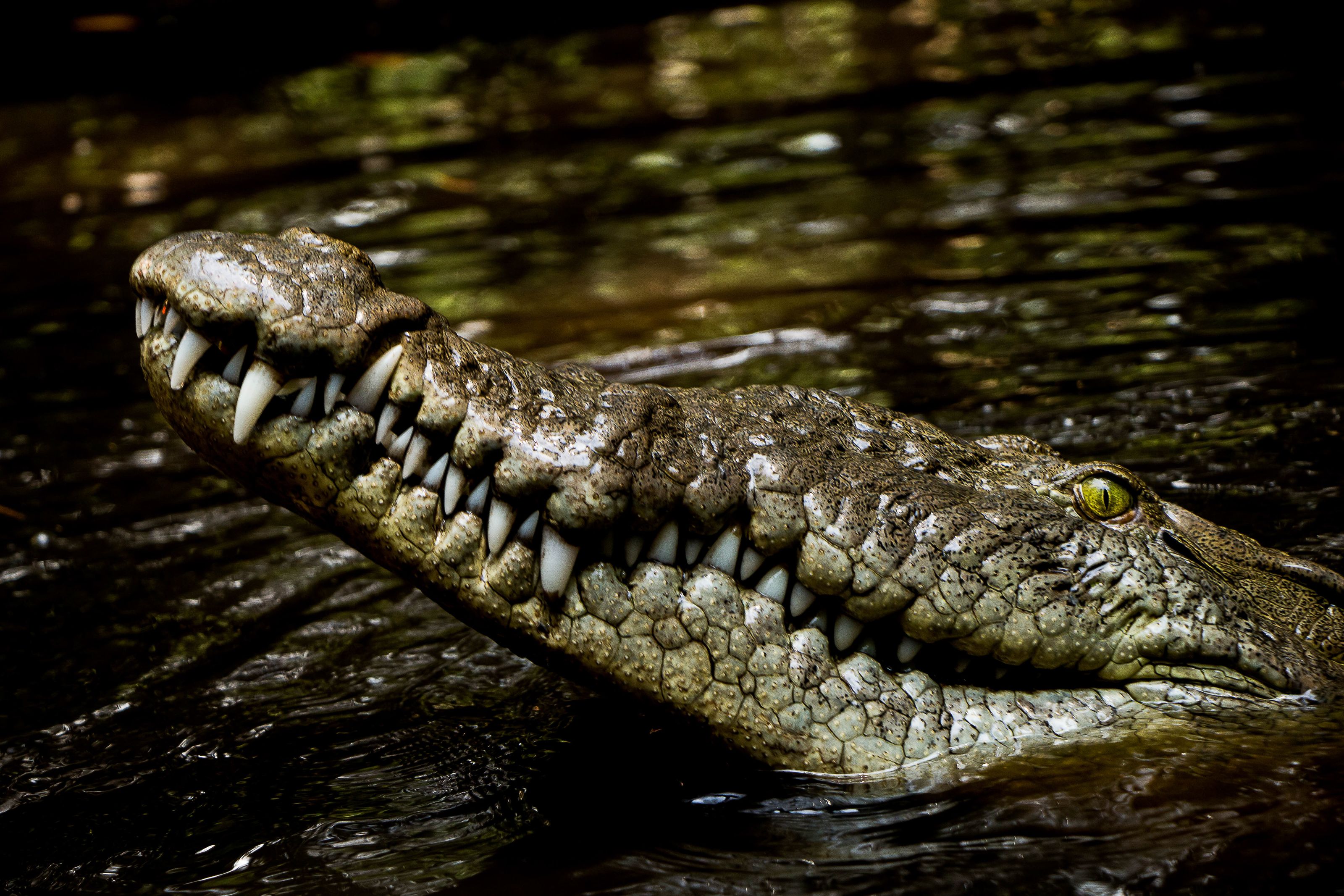 Mangrove & Wildlife | Mangrove Photography Awards