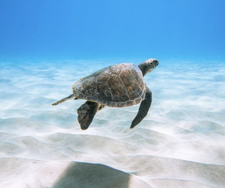 Text-to-Donate | Give Lively