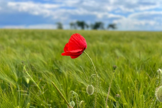Femme Palette blog post