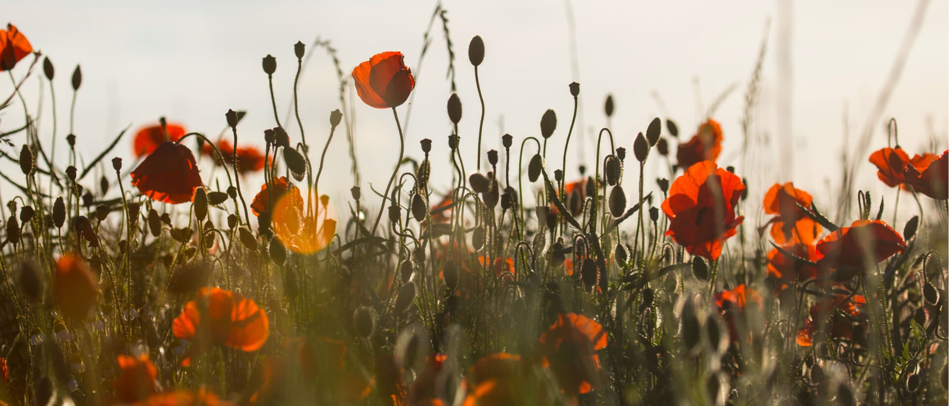 The Royal Scots Dragoon Guards - Death Notices