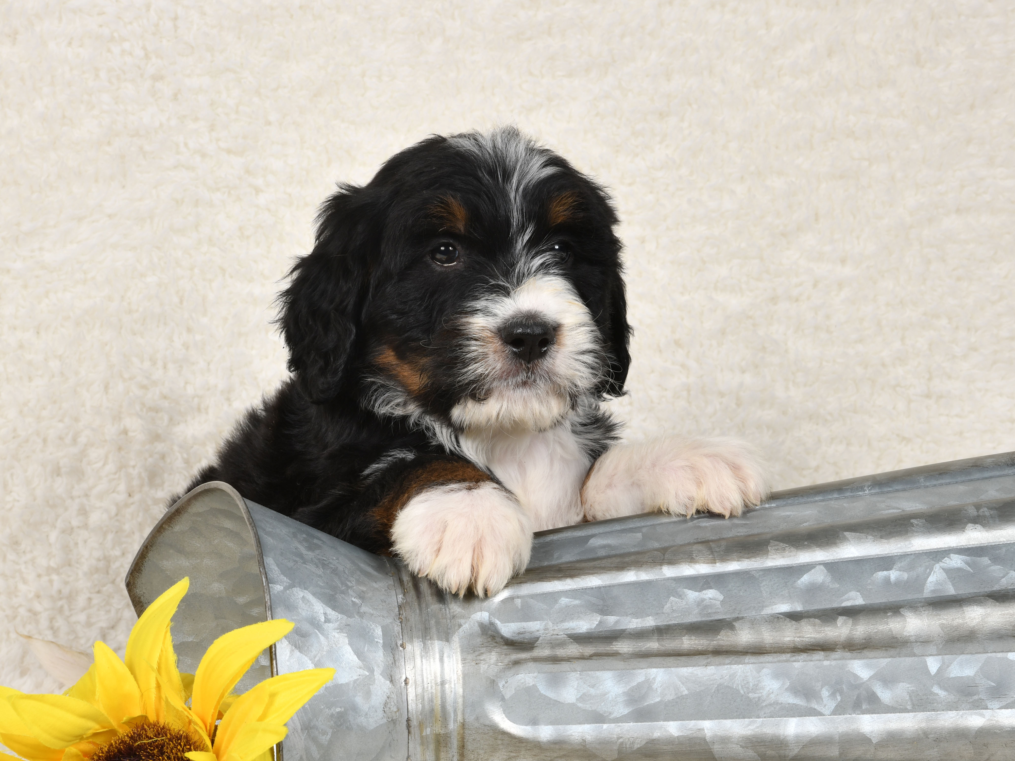 Ranger - Bernedoodle Puppy For Sale in Dalton, Ohio | Country Bernedoodles