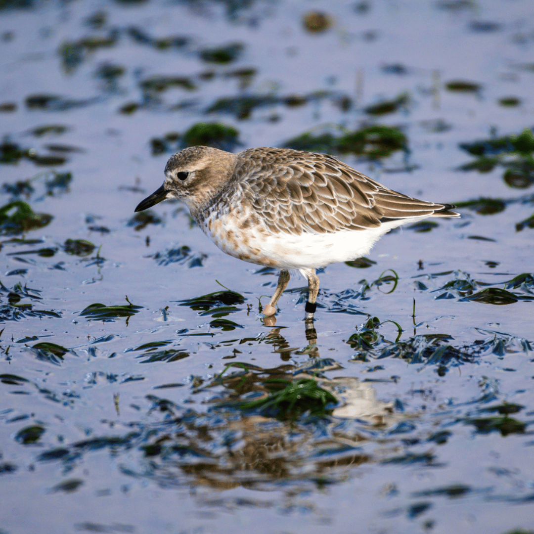 Dotterel - MyNativeForest