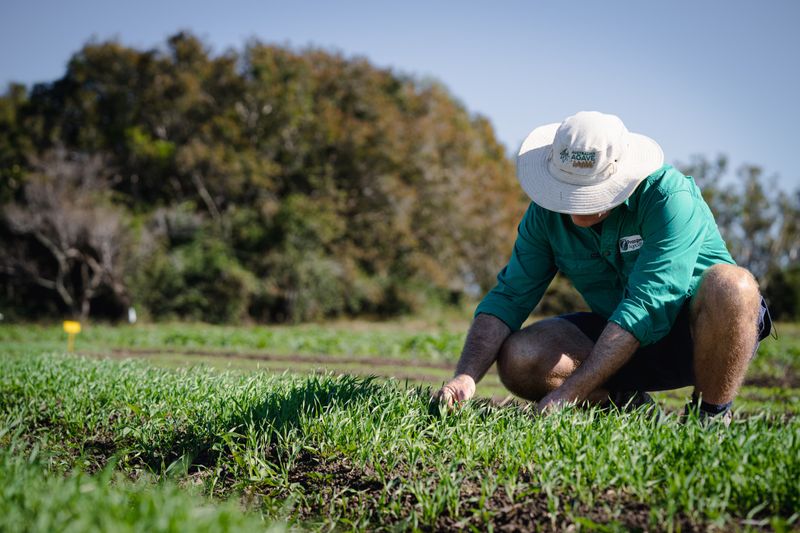 Cover Cropping | Australian Agave Project