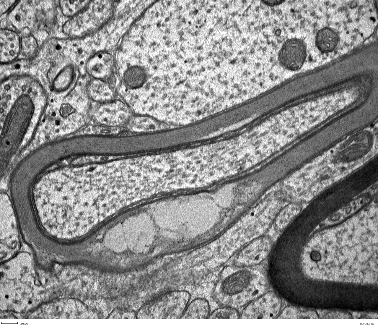 Micrographs gallery – Delong Instruments