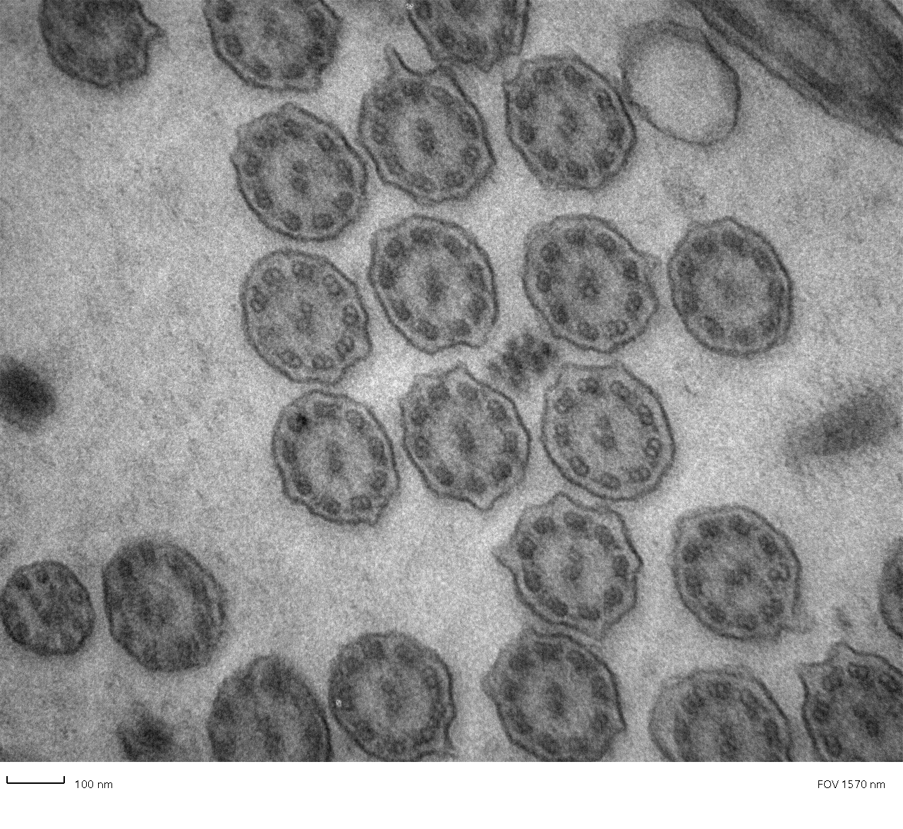 Micrographs gallery – Delong Instruments