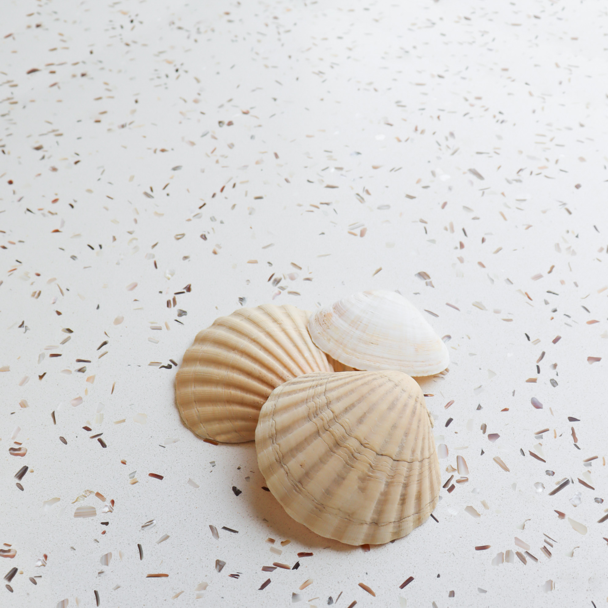 Palms Extra from RMC Classico