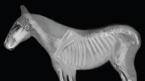 Equine radiography | VR equine training | Edify