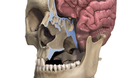 Virtual neuroanatomy | 3D brain models | Edify