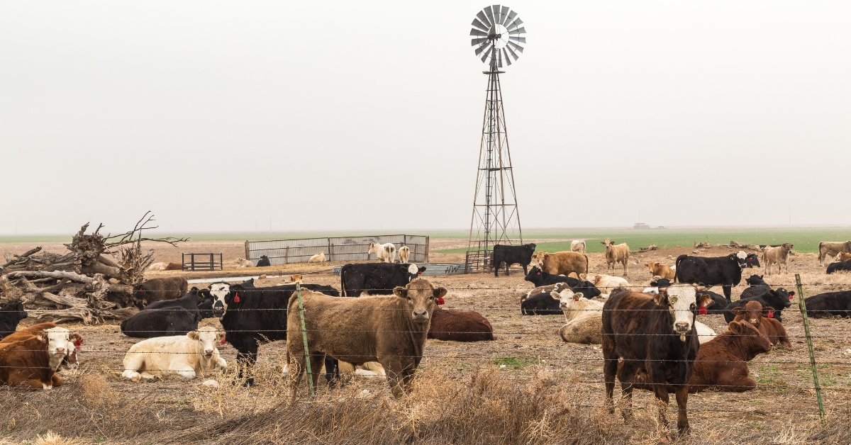 Best Farm Land In Texas | askBAMLand
