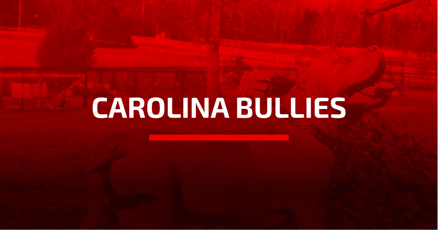 Carolina Bullies | American XL Bully Puppies and Studs