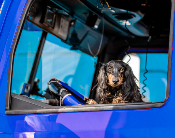 Furry, Fuzzy, Friendly FreightWorks Friends