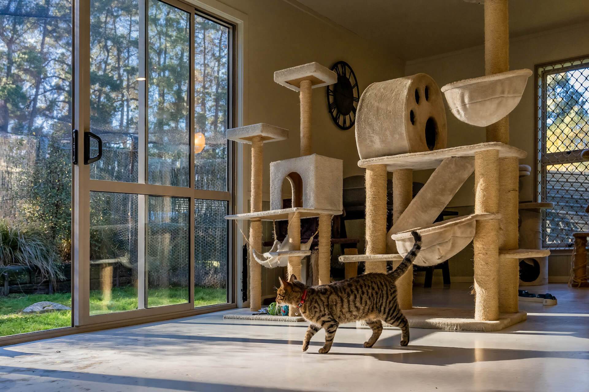 Ripponvale pet resort | Kennels a& Cattery | Cromwell