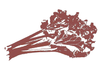 Curiosity Gin | Ruby | The Spirits Workshop