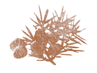 Curiosity Gin | The Spirits Workshop, New Zealand Gin