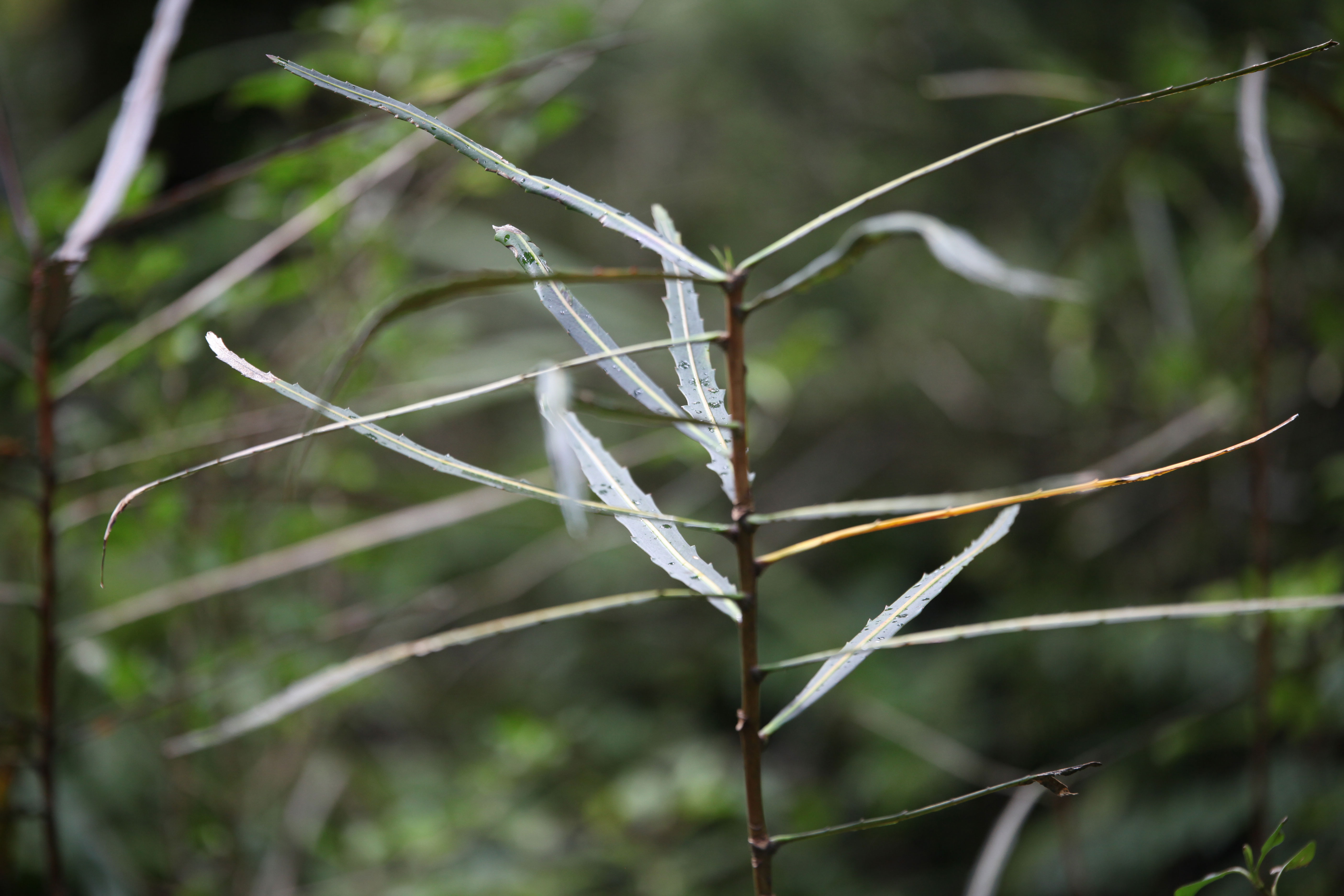 Les Hutchins Conservation Fund