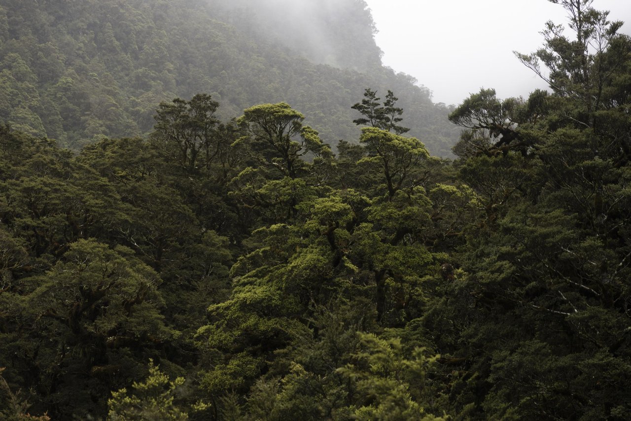 Les Hutchins Conservation Fund