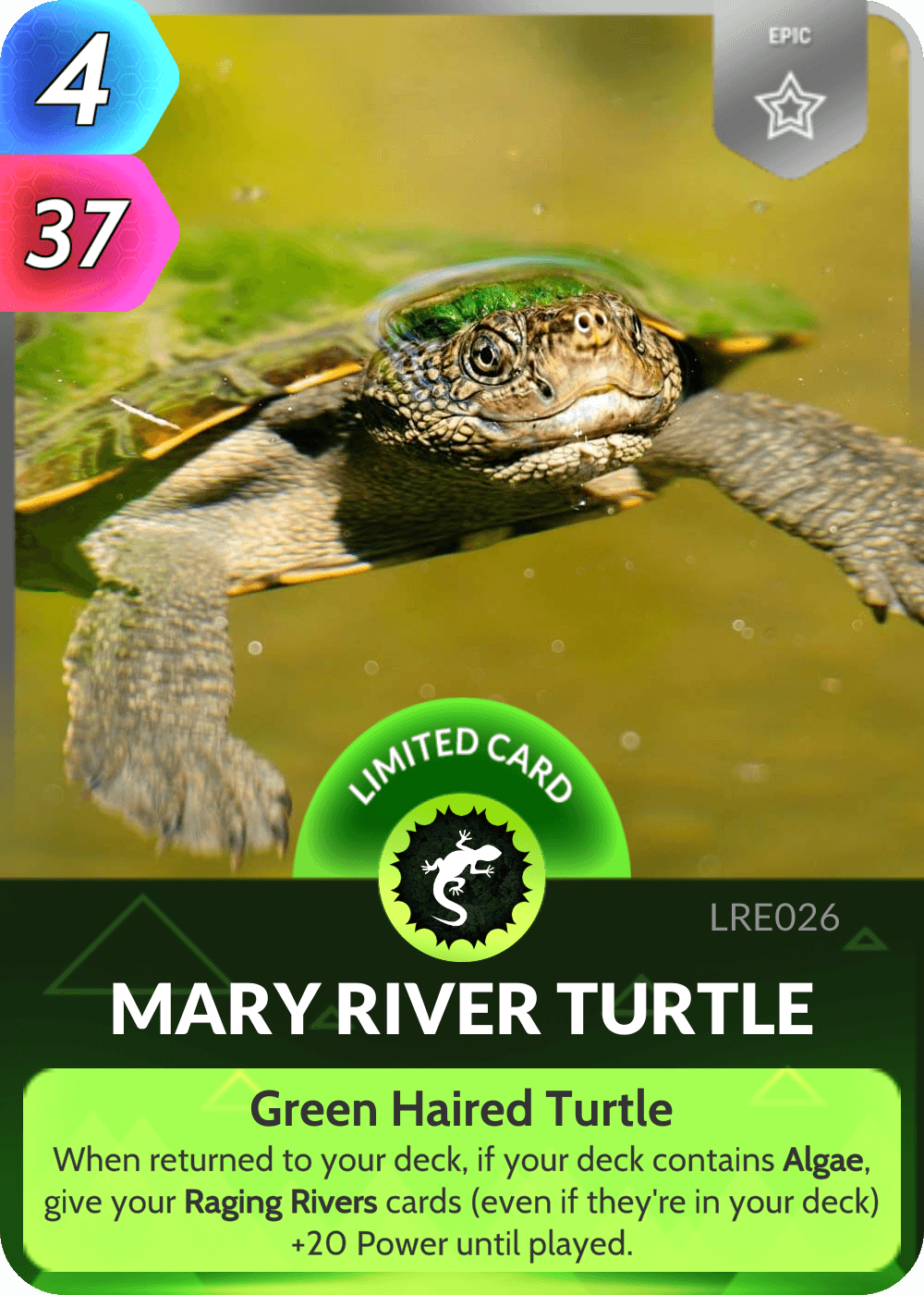 Mary River Turtle