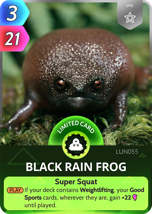 Black Rain Frog