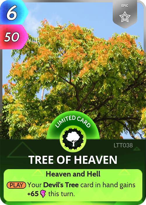 Tree of Heaven