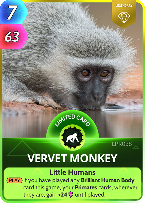 Vervet Monkey