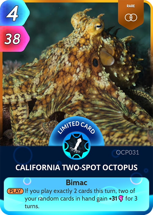 California Two-Spot Octopus