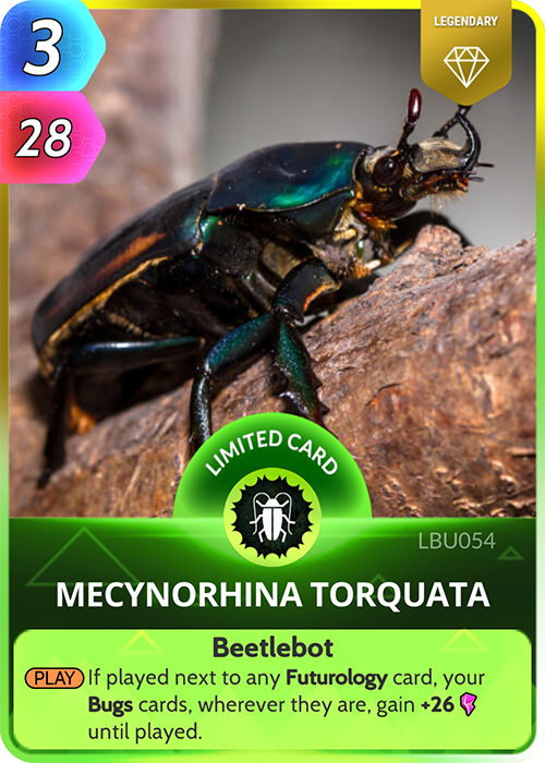 Mechynorhina Torquata