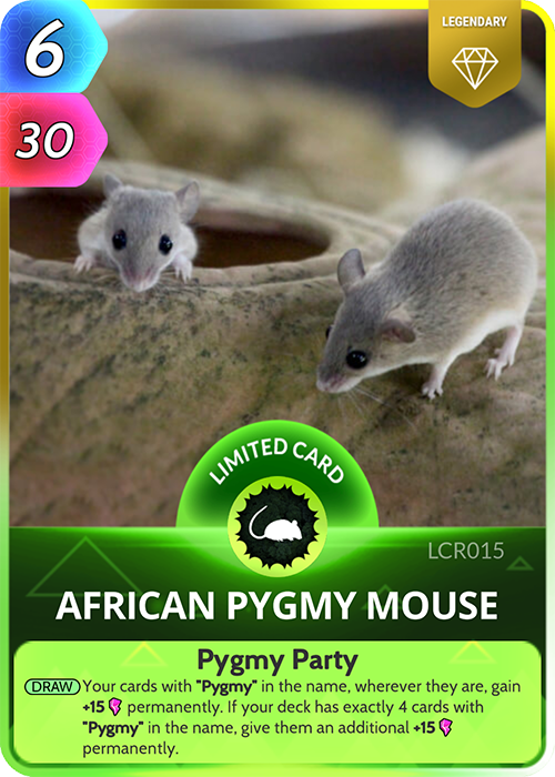 African Pygmy Mouse