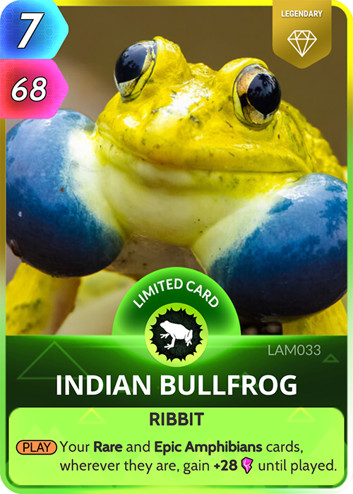 Indian Bullfrog