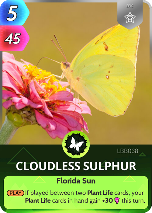 Cloudless Sulphur
