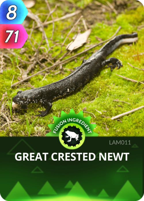 Great Crested Newt