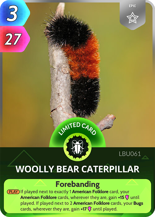 Woolly Bear Caterpillar