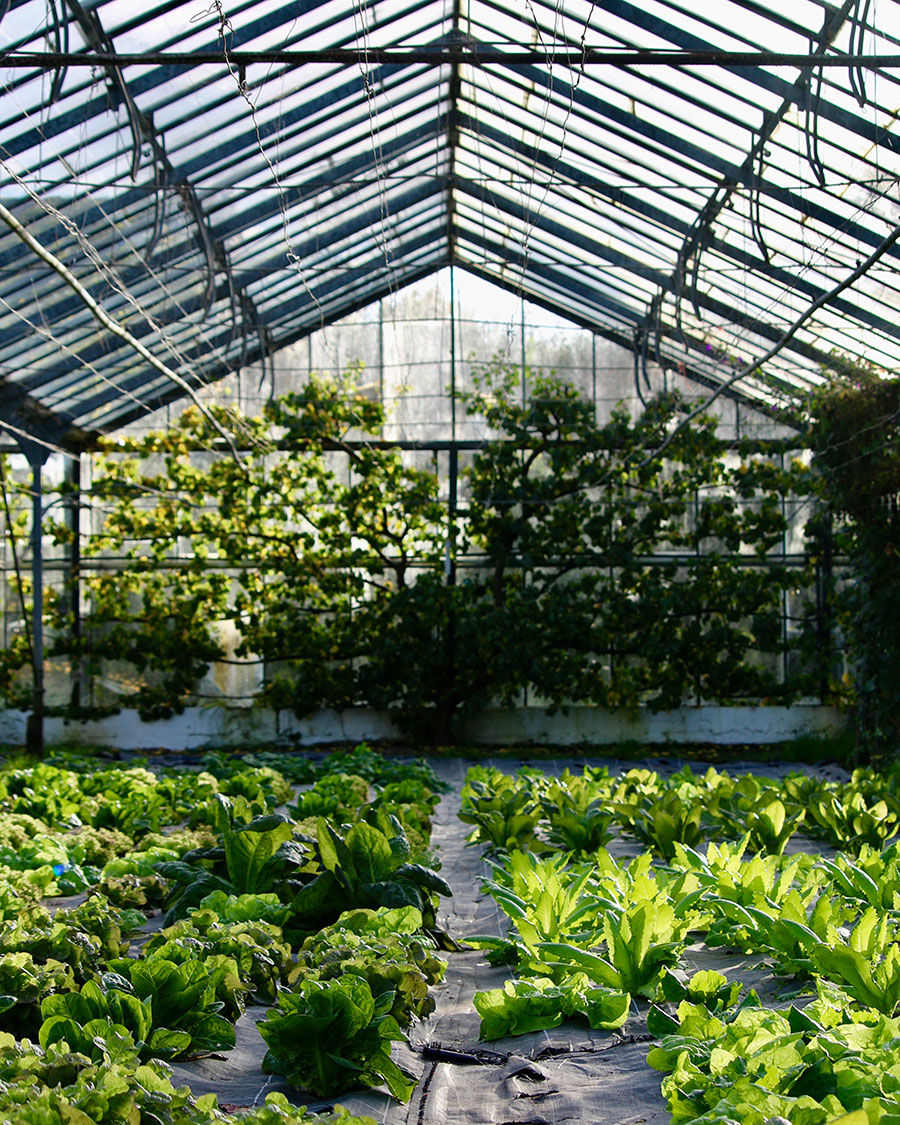 Our Organic Farm