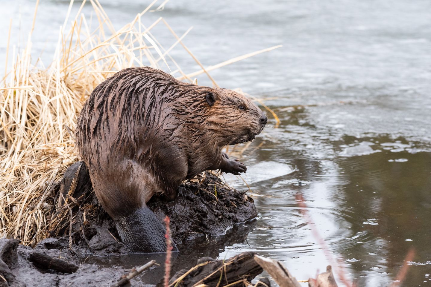 Where can I see the Sable in the wild