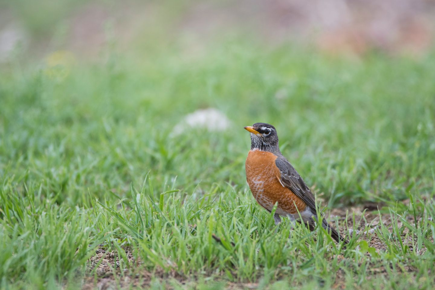 Discover Jamaica tours