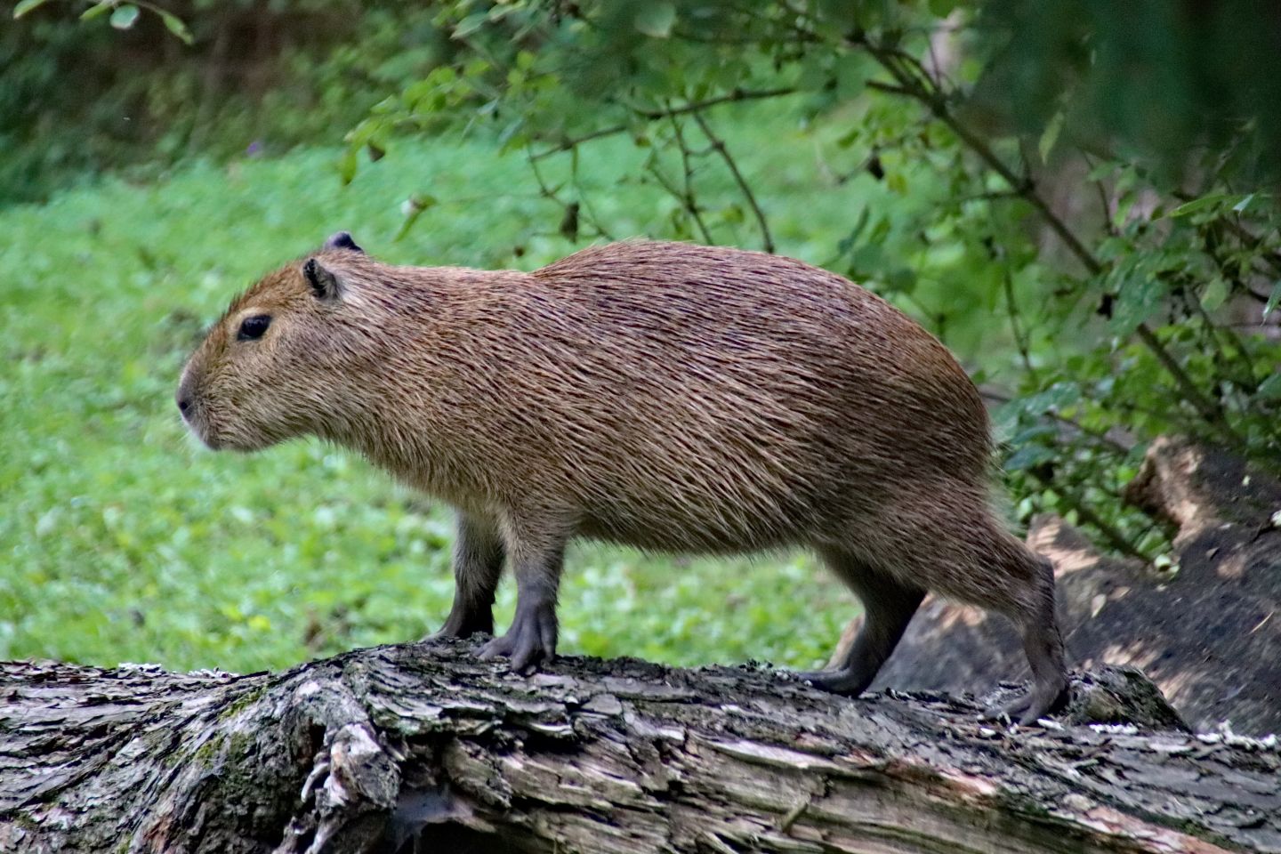 Where can I see the Capybara in the wild