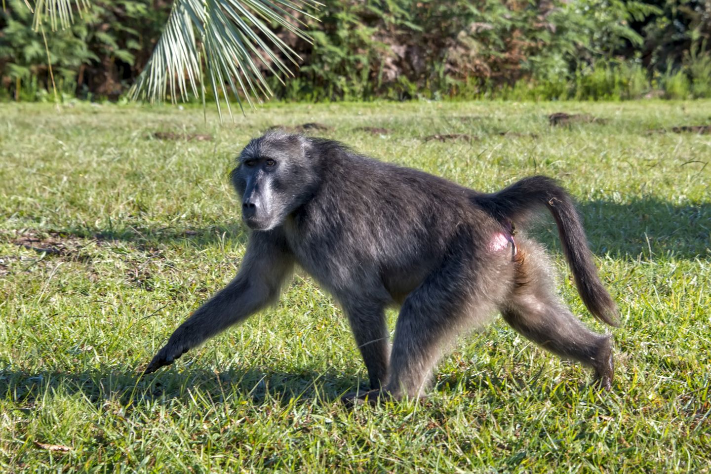 Where can I see the Chacma Baboon in the wild
