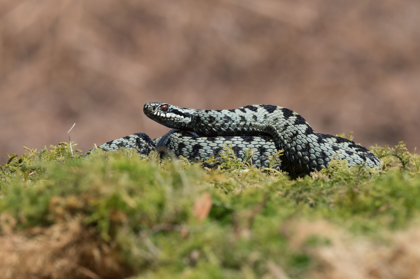 Where can I see the Common European Adder in the wild
