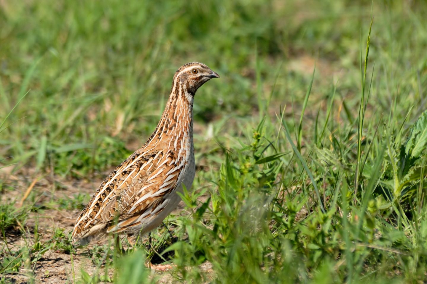 Where can I see the Common Quail in the wild