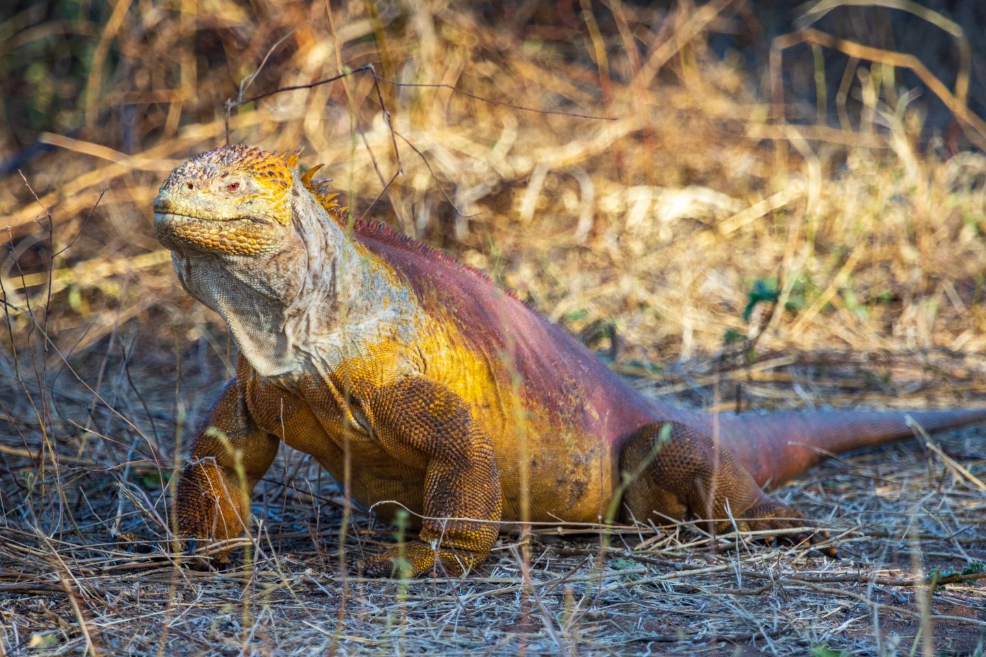 Where can I see the Galapagos Land Iguana in the wild